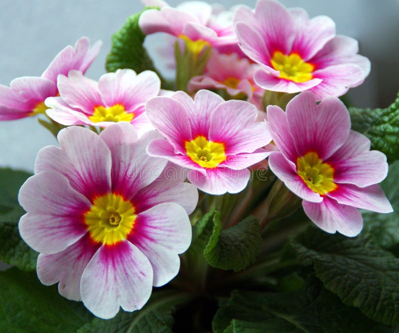 Pink Primrose Flowers stock photo. Image of color, perennial - 13076790
