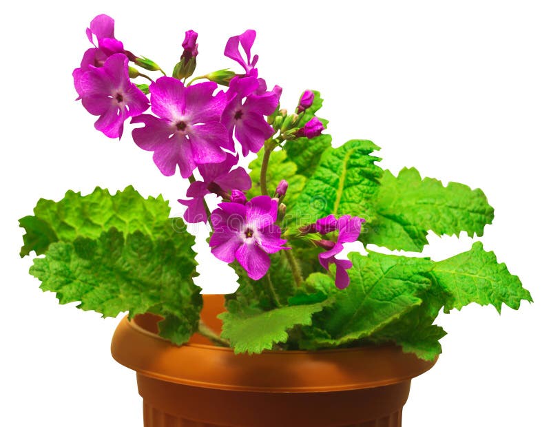 Pink primrose flowers stock image. Image of love, cutout - 235884535