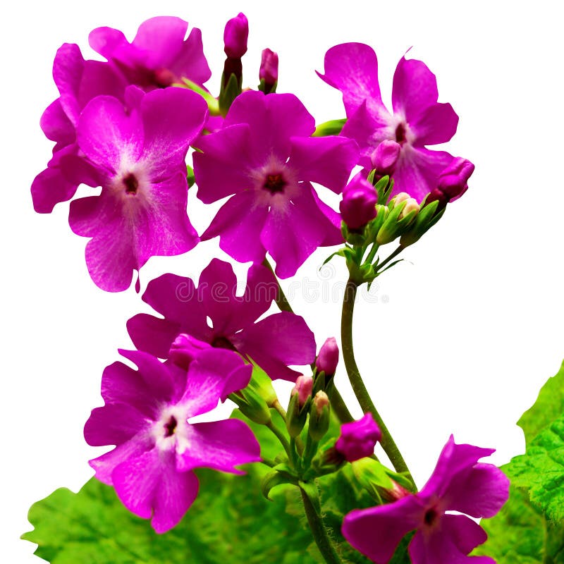 Pink primrose flowers stock image. Image of depth, leaf - 235884593