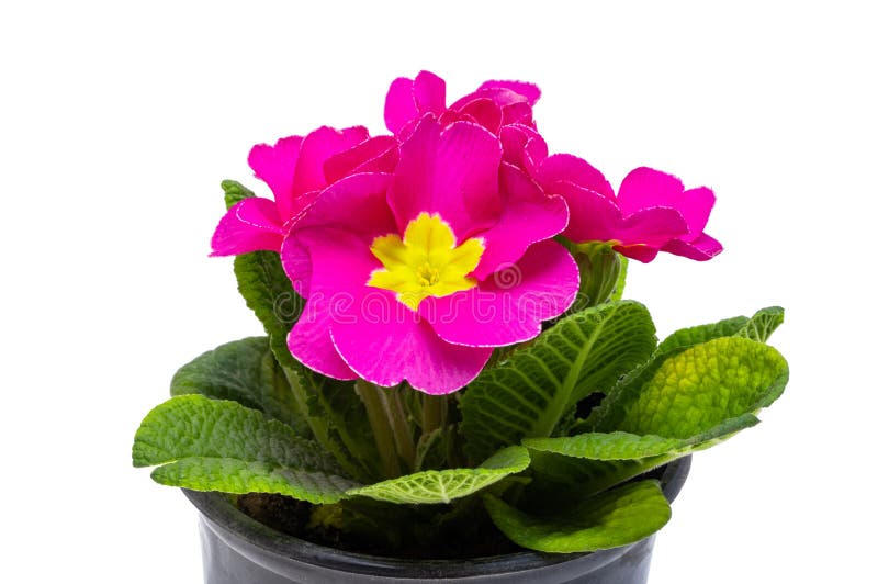 Pink primrose isolated stock image. Image of object - 309045519