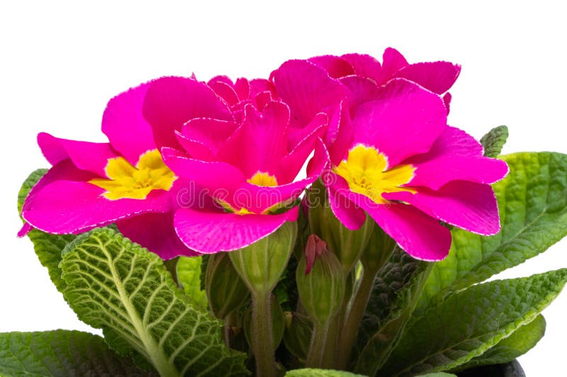 11,409 Pink Primrose Stock Photos - Free & Royalty-Free Stock Photos ...