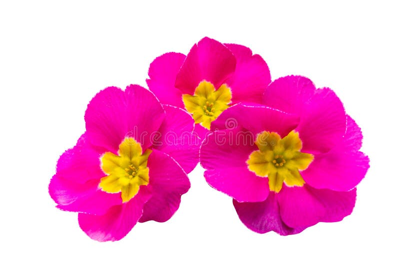Pink primrose isolated stock image. Image of primulaceae - 309045527