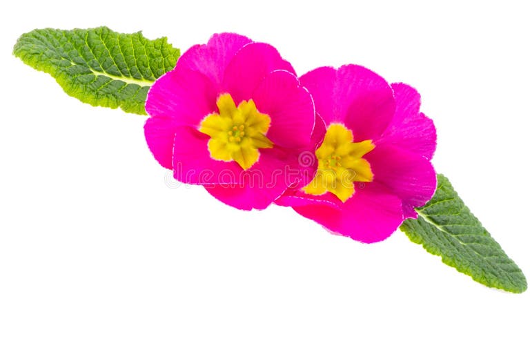 11,409 Pink Primrose Stock Photos - Free & Royalty-Free Stock Photos ...