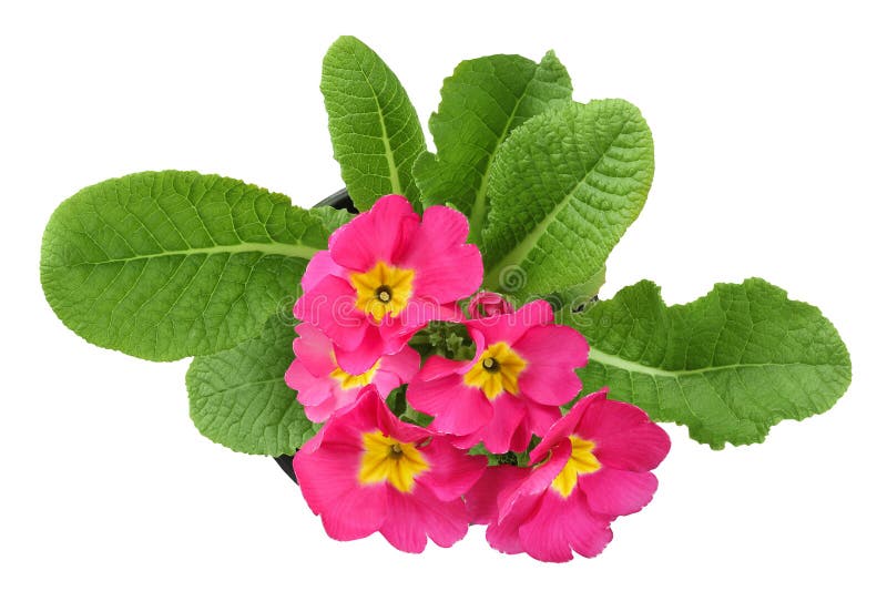 Pink Primrose Isolated on White Background. Top View Stock Photo ...