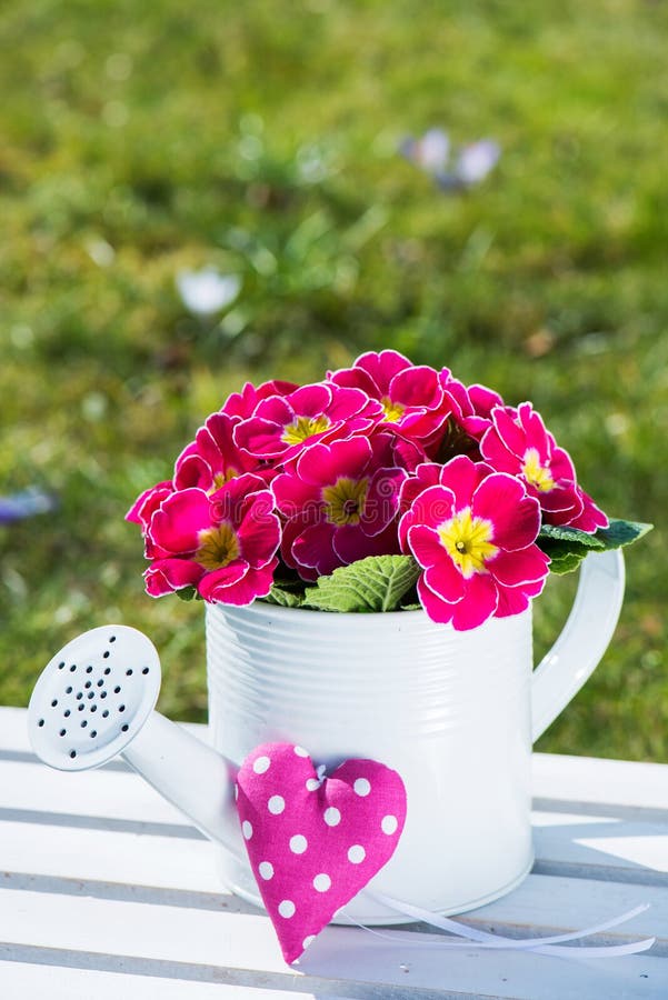 Pink primrose stock photo. Image of mothers, watering - 39631740