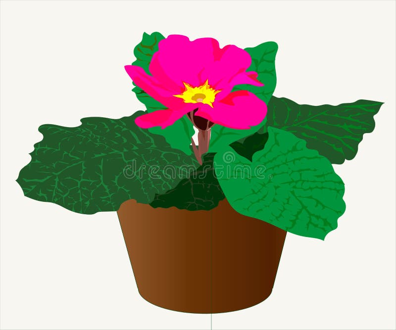 Pink Primrose Stock Illustrations – 861 Pink Primrose Stock ...