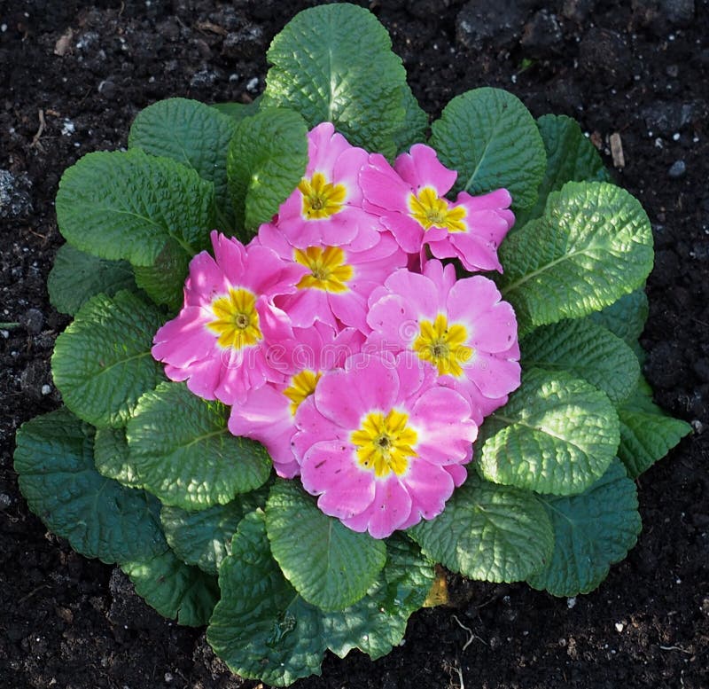 Pink Primrose or Primula in Bloom Stock Photo - Image of primula ...