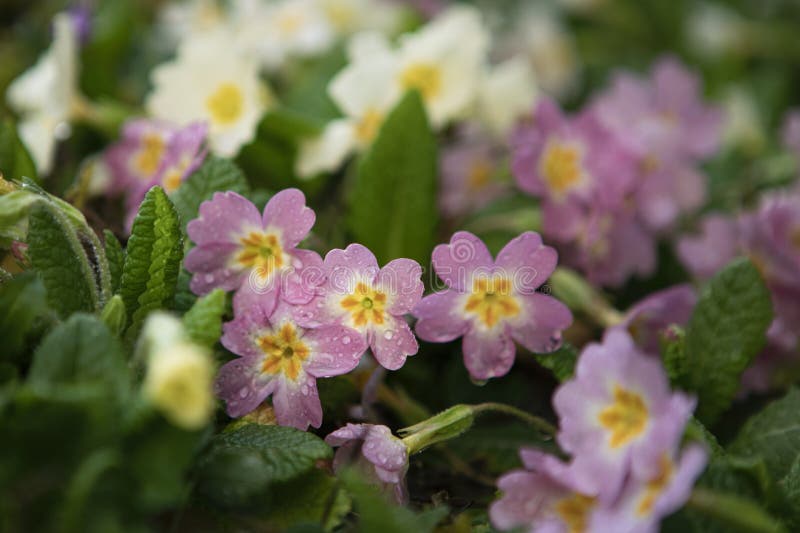 Pink Primrose after Rain in the Garden, Close-up. Macro Springtime ...