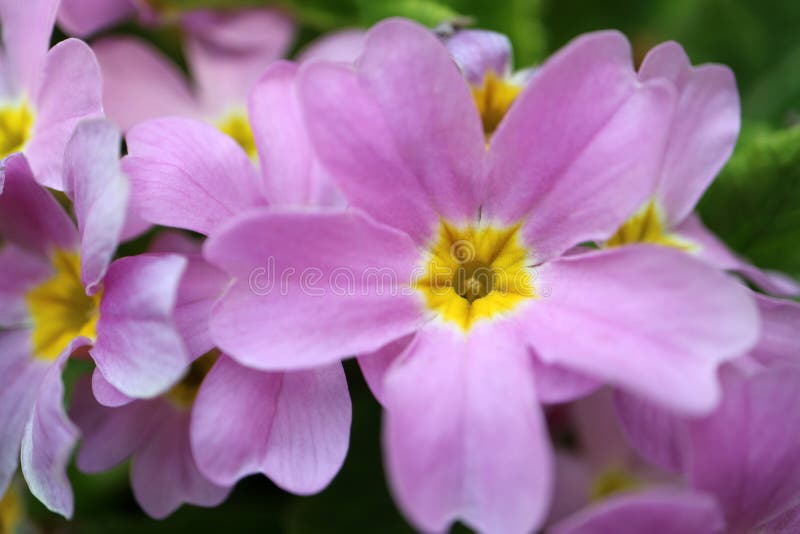 Pink Primula with Soft Petals in the Garden Stock Image - Image of ...