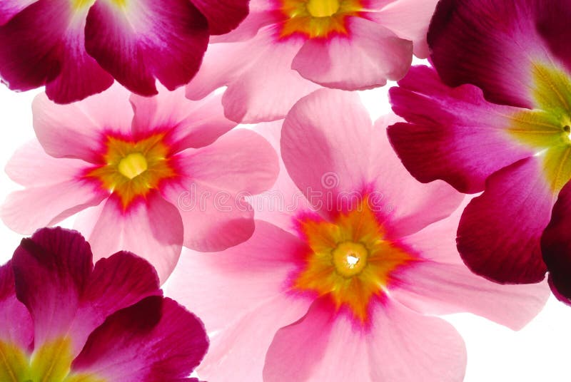 Pink primula stock image. Image of horticulture, beauty - 3979181