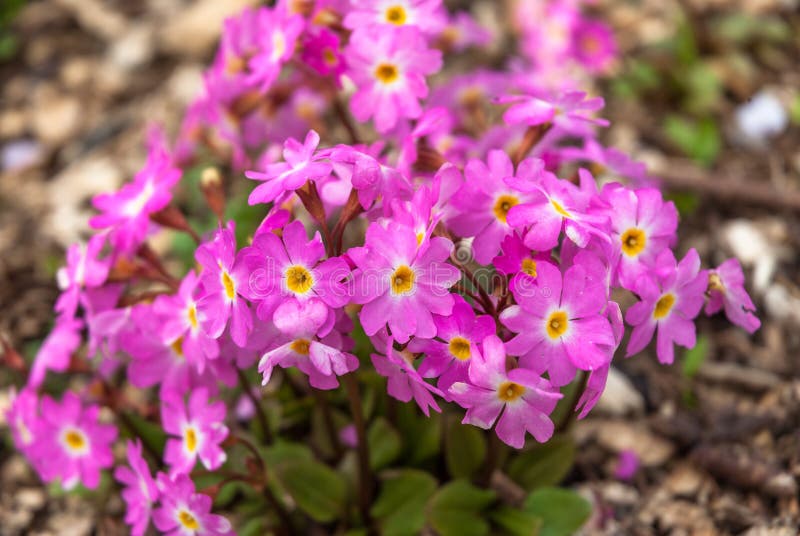 Pink Primula stock photo. Image of macro, blossom, petals - 53960790