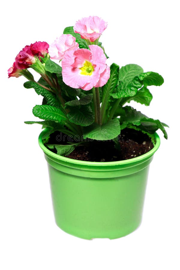 A Pink Primula D10 in a Green Pot Isolated on a White Backgroun Stock ...