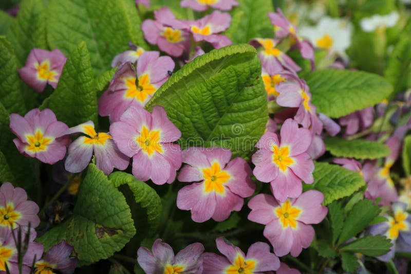 Pink Primula, First Flowers Stock Image - Image of plant, leaf: 274709265