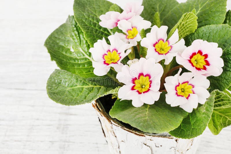 Pink primula flowers stock image. Image of decor, growing - 169108483