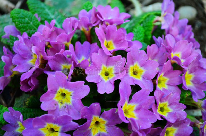 Pink Primula Flowers at Spring. Close Up First Flowers Stock Image ...