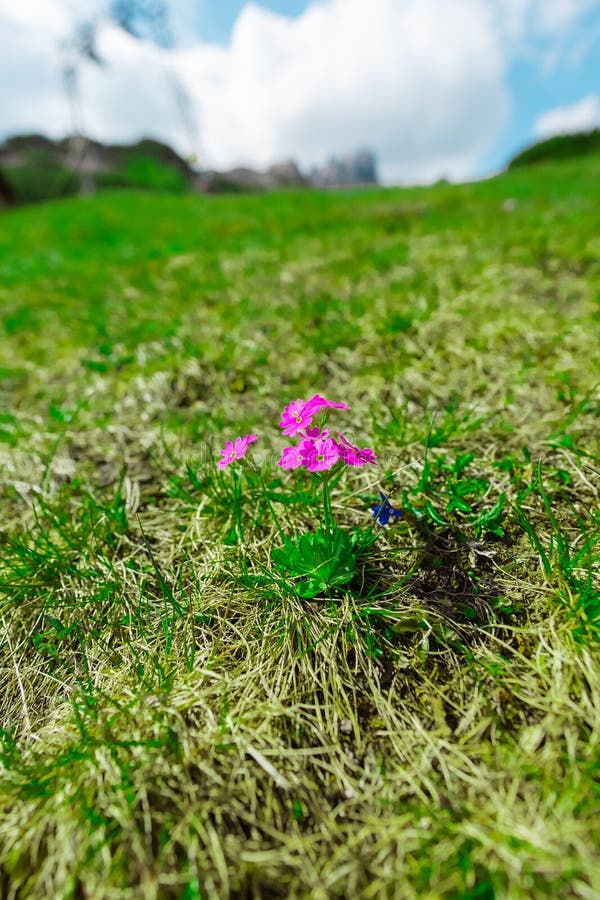 Pink Primula Sieboldii Blossom Flower Growing on a Field Stock Image ...