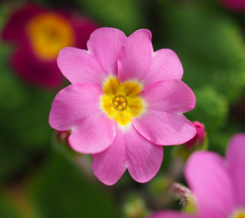 A Pink Primula in a Yellow Pot Stock Photo - Image of blossom, summer ...