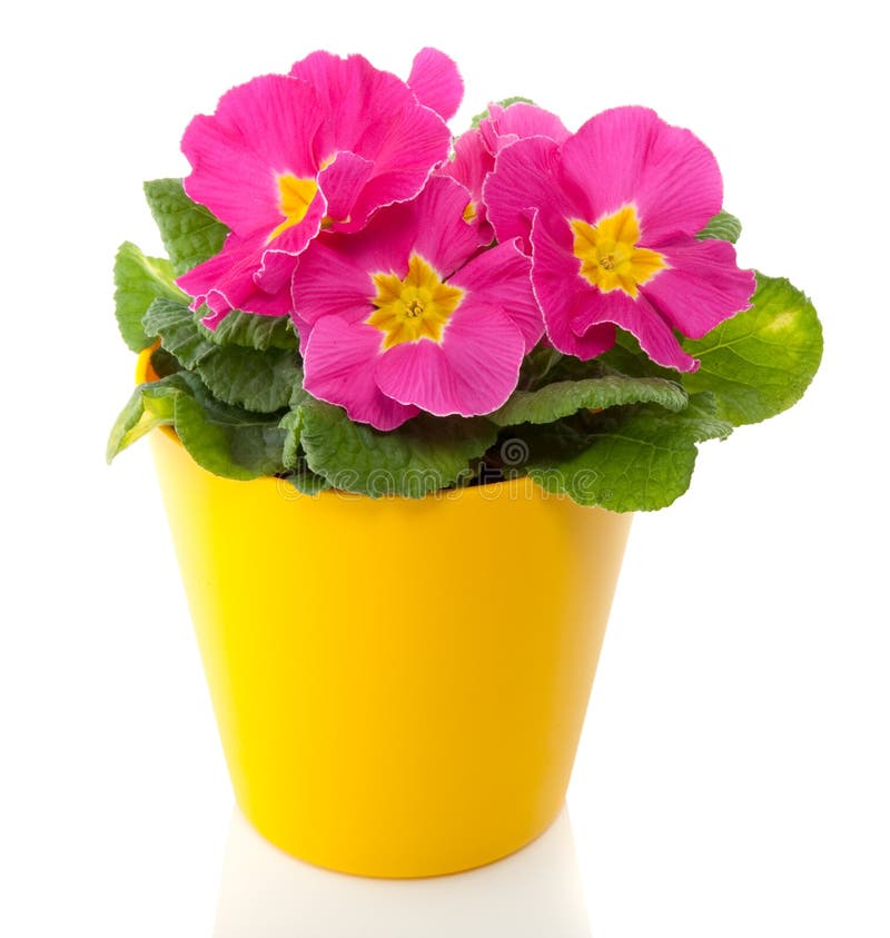 A Pink Primula in a Yellow Pot Stock Photo - Image of blossom, summer ...