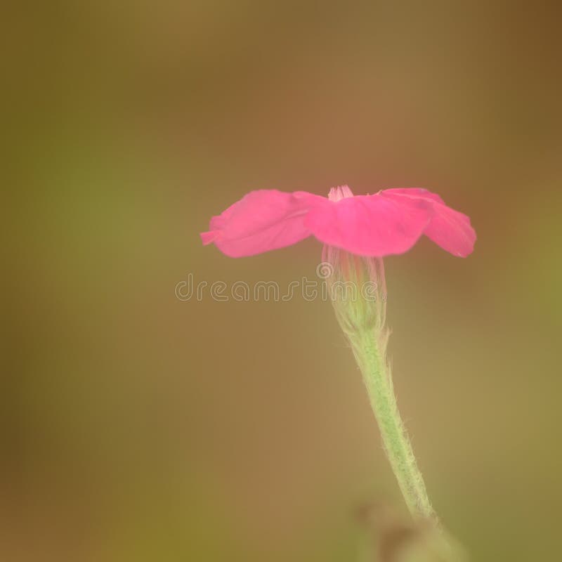 Pink Profile stock image. Image of dreamy, beautiful - 93308053