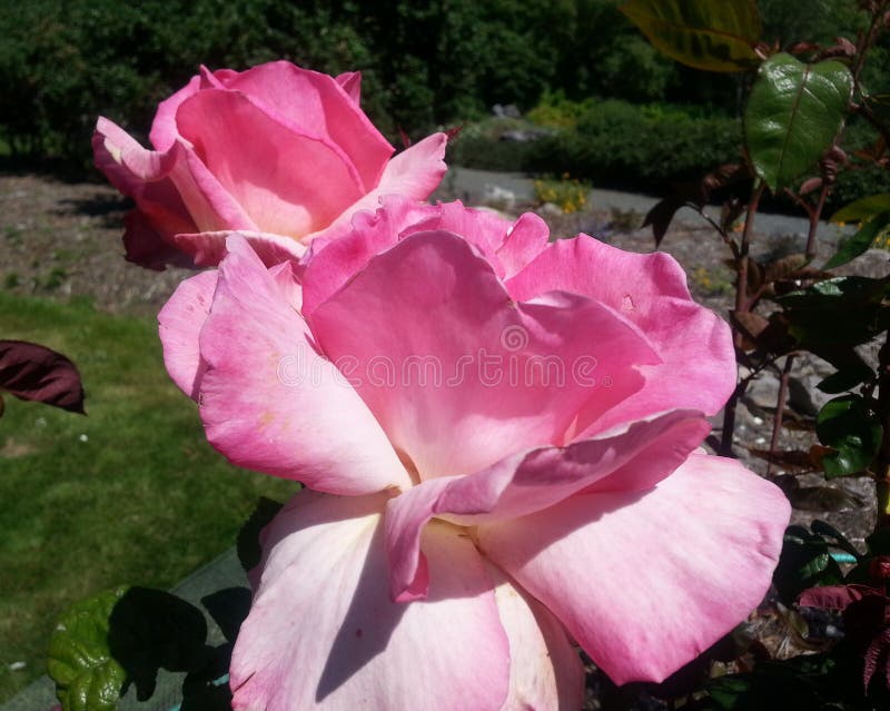 Pink Promise Rose stock image. Image of ideal, bright - 98746561