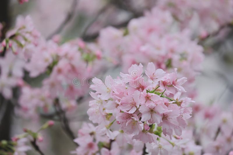 The Pink Prunus Campanulata Flower at TKO Park Stock Photo - Image of ...