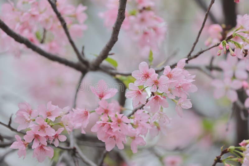 The Pink Prunus Campanulata Flower at TKO Park Stock Image - Image of ...