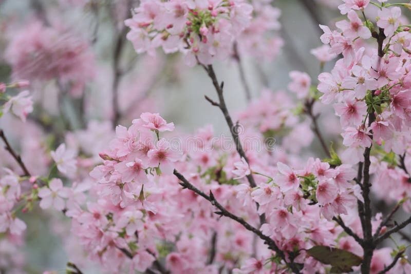 The Pink Prunus Campanulata Flower at TKO Park Stock Image - Image of ...