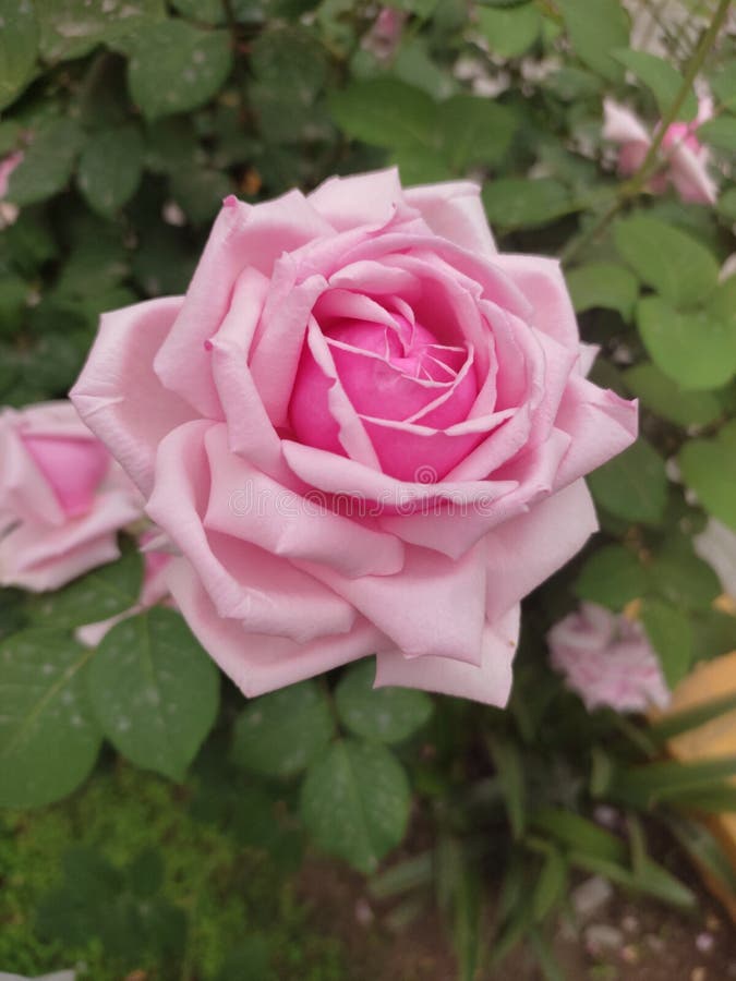 Pink and Pure Rose stock photo. Image of pink, rose - 312448496