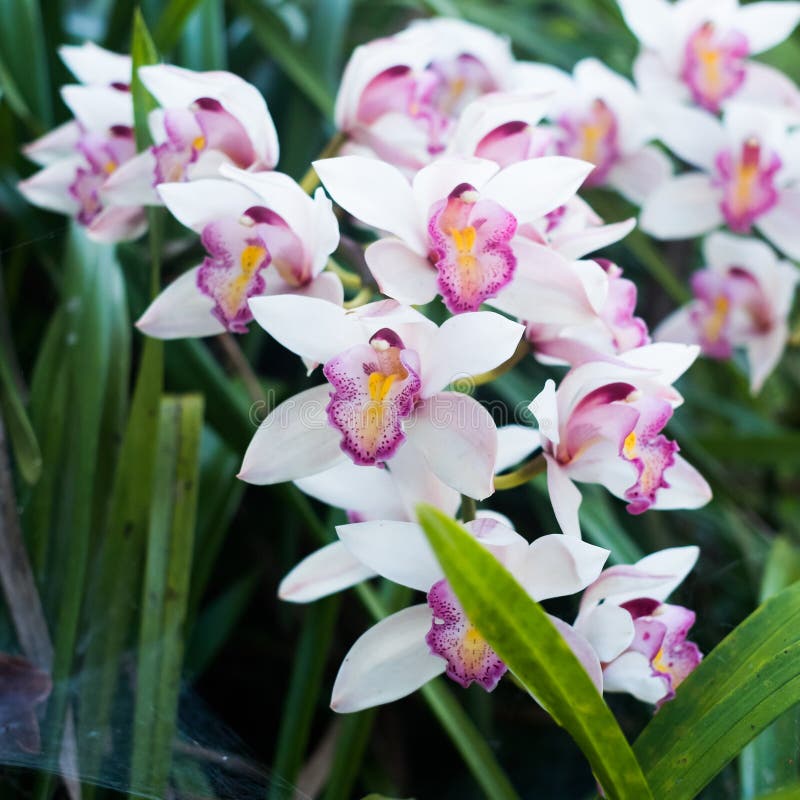 Pink and Purple Cattleya Orchid Stock Image - Image of flora, macro ...