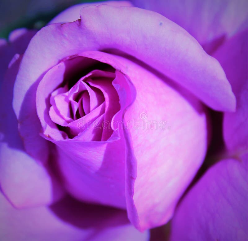 David Austin Rose stock image. Image of baked, glazed - 122398557