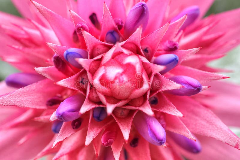 Pink and Purple Flower, Florida Flowers Stock Photo - Image of daisy ...