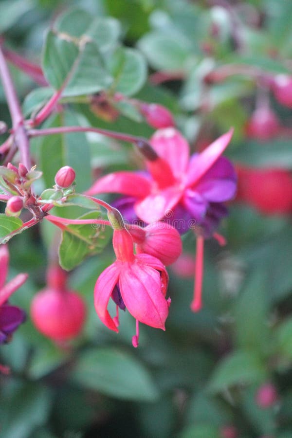 Pink and purple fuschia stock photo. Image of annual - 45924572