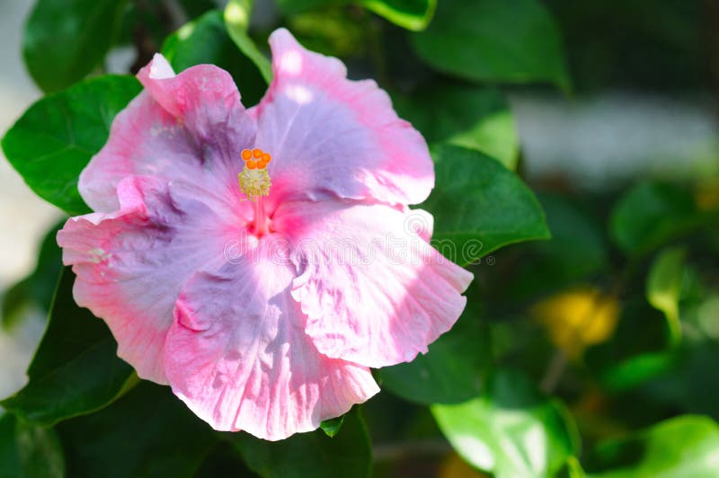 A Pink and Purple Hibiscus stock photo. Image of gumamela - 187700668