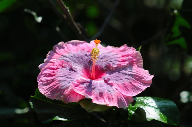 A Pink and Purple Hibiscus stock image. Image of green - 187700771