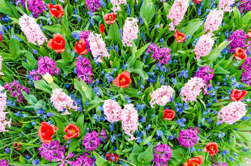 Pink Tulips and Blue Muscari Hyacinth Flowers. Stock Photo - Image of ... Pink Tulips and Blue Muscari Hyacinth Flowers. Stock Photo - Image of ...