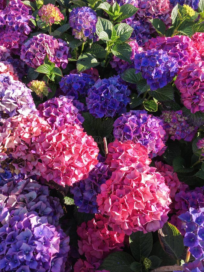 Pink and purple hydrangeas stock photo. Image of flowering - 226441656