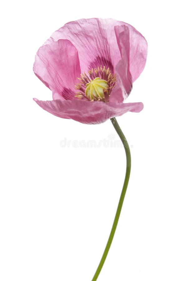 Purple Poppy stock photo. Image of bloom, flower, large - 84281088
