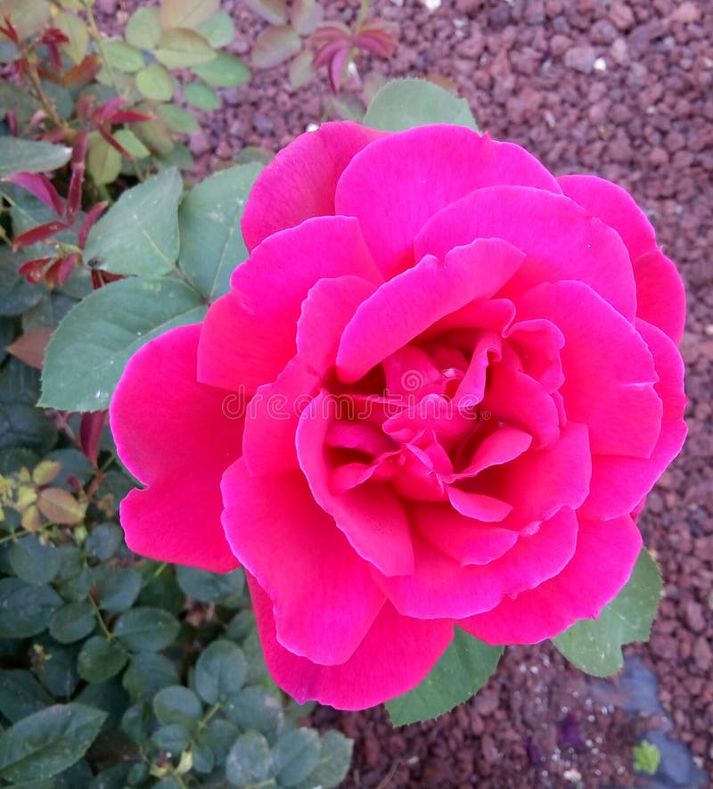 Pink Purple Rose stock photo. Image of beautiful, rose - 91256350