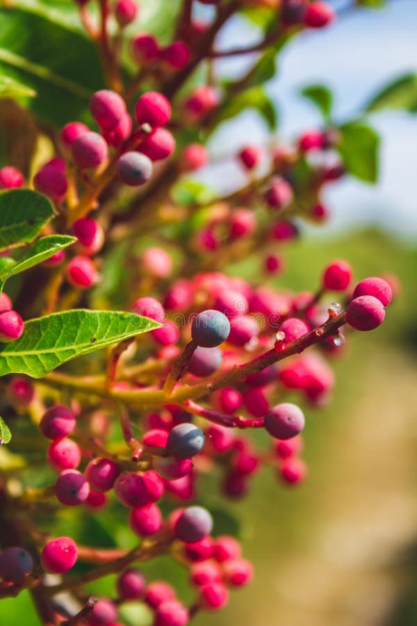 Pink and Purple Small Berries Growing in Croatia during Summer Stock ...