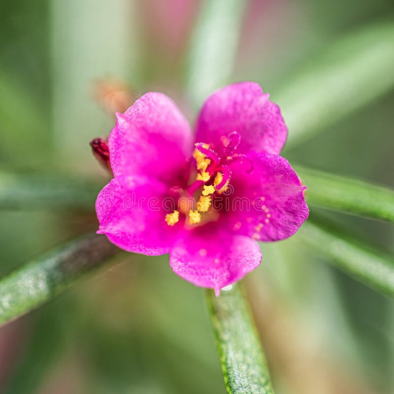 Pink Purslane flower stock photo. Image of portulaca - 327968866