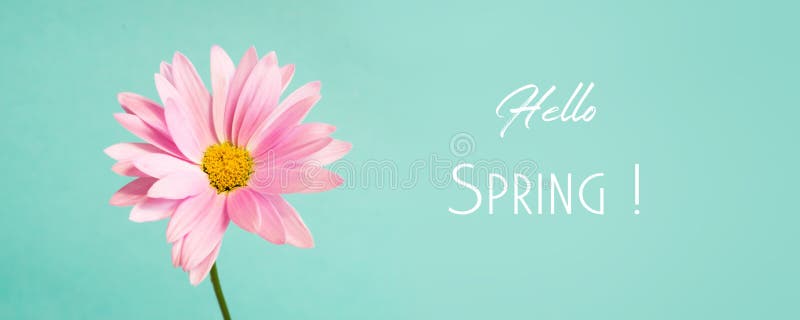 Pink Pyrethrum Flowers on Blue. Pink Daisy. Hello Spring Stock Image ...
