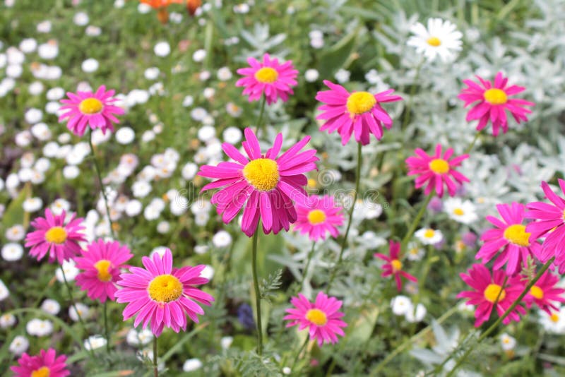 Pink Pyrethrum (Pyrethrum Coccineum) Stock Photo - Image of ...
