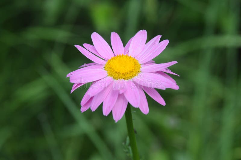 Pink Pyrethrum - Summer Flower Stock Photo - Image of beauty, life ...