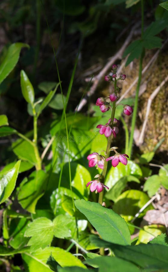 Pink pyrola in bloom stock image. Image of flowers, green - 73816669