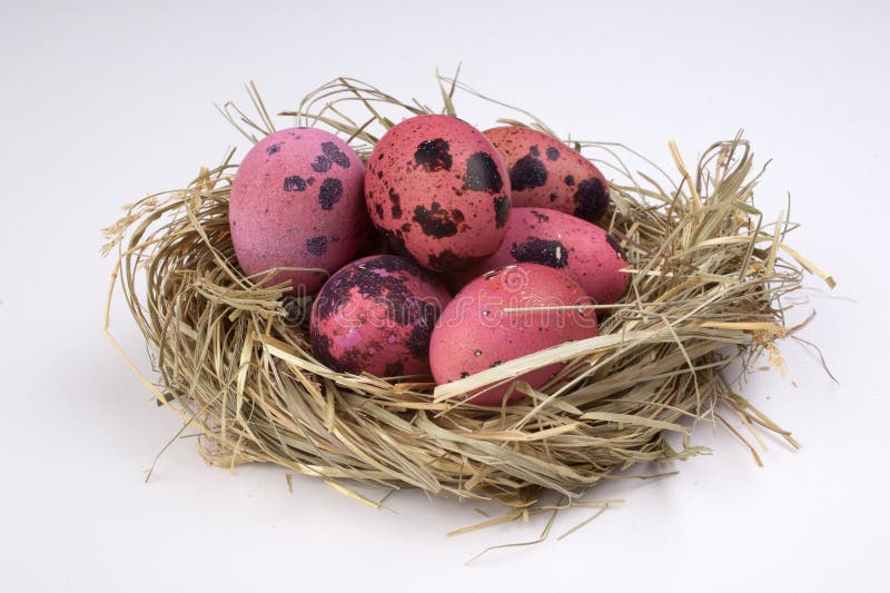 Pink Quail Easter Eggs in Nest Isolated on White Background Stock Photo ...