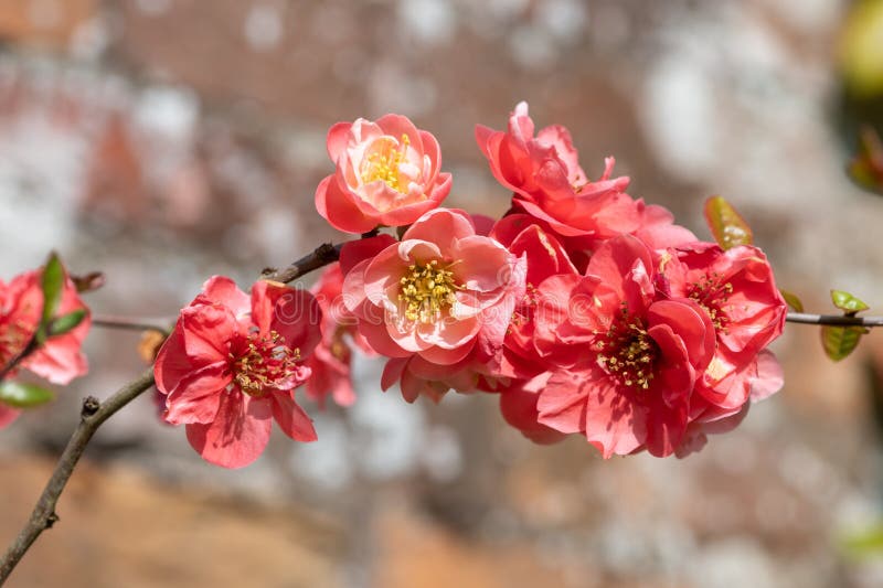 Pink quince flowers stock photo. Image of freshness - 271364706