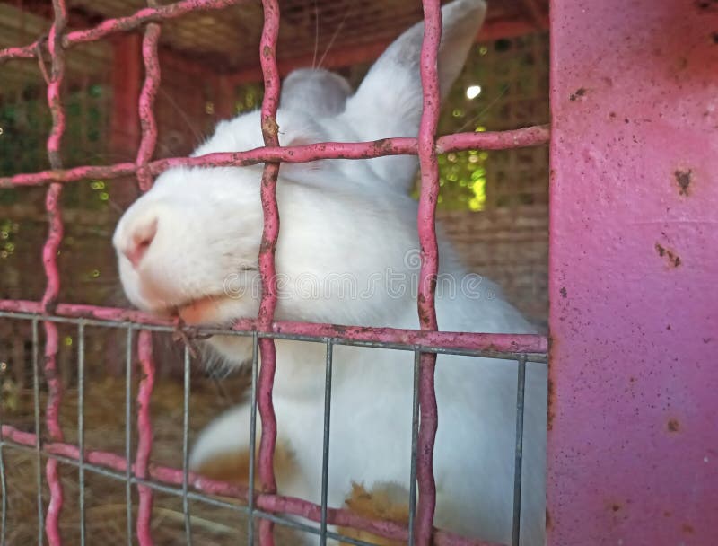 A Pink Rabbit Sits in a Pink Cage and Pokes Its Muzzle through the Cage ...