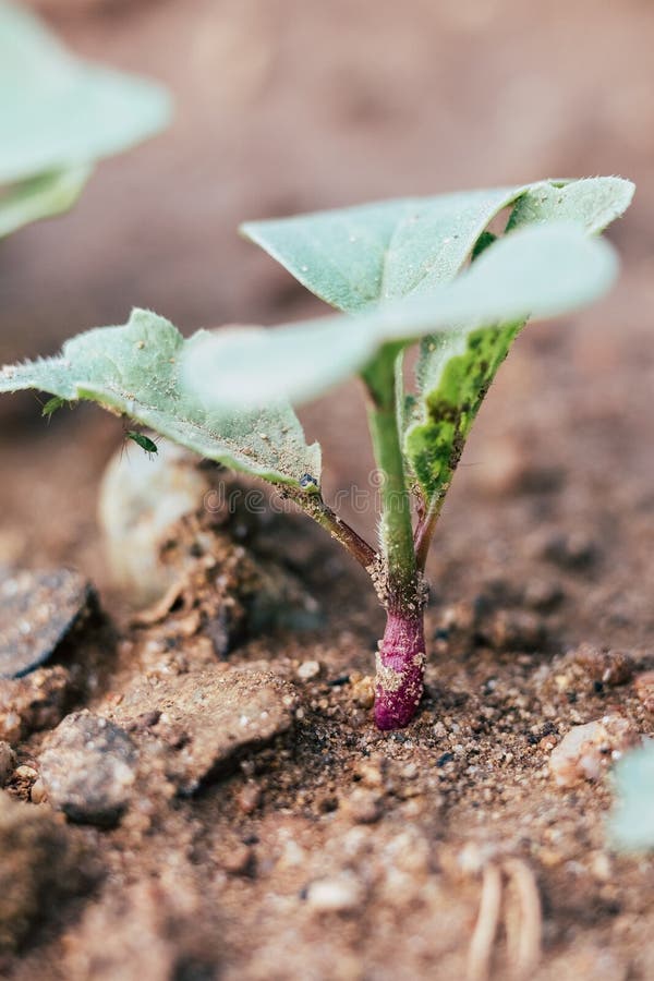 Pink Radish Emerging from the Ground in the Vegetable Patch Stock Image ...