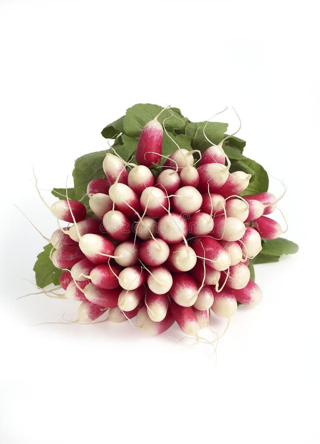 PINK RADISH Raphanus Sativus AGAINST with BACKGROUND Stock Image ...