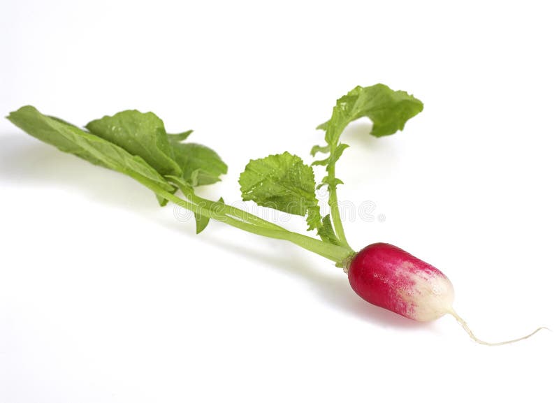 PINK RADISH Raphanus Sativus AGAINST with BACKGROUND Stock Photo ...